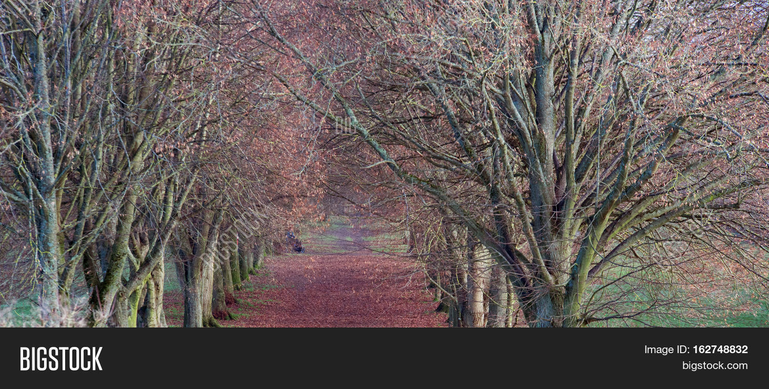Trees Line On Winter Image & Photo (Free Trial) | Bigstock