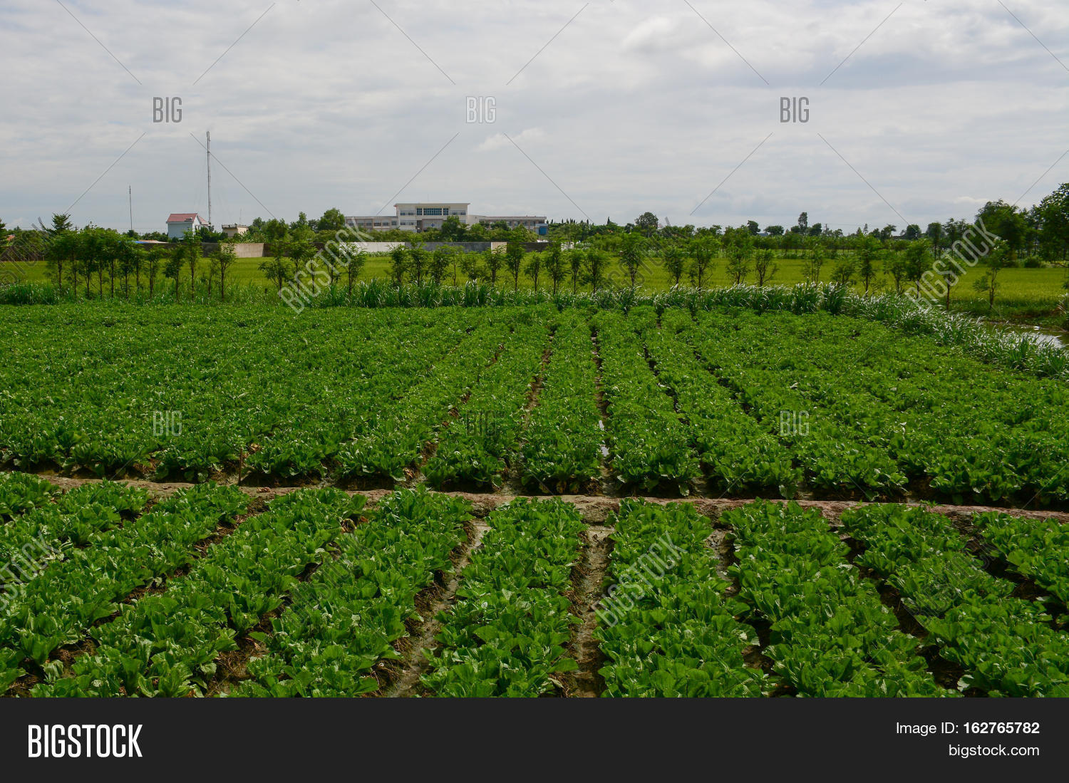 Vegetable Plantation Image & Photo (Free Trial) | Bigstock