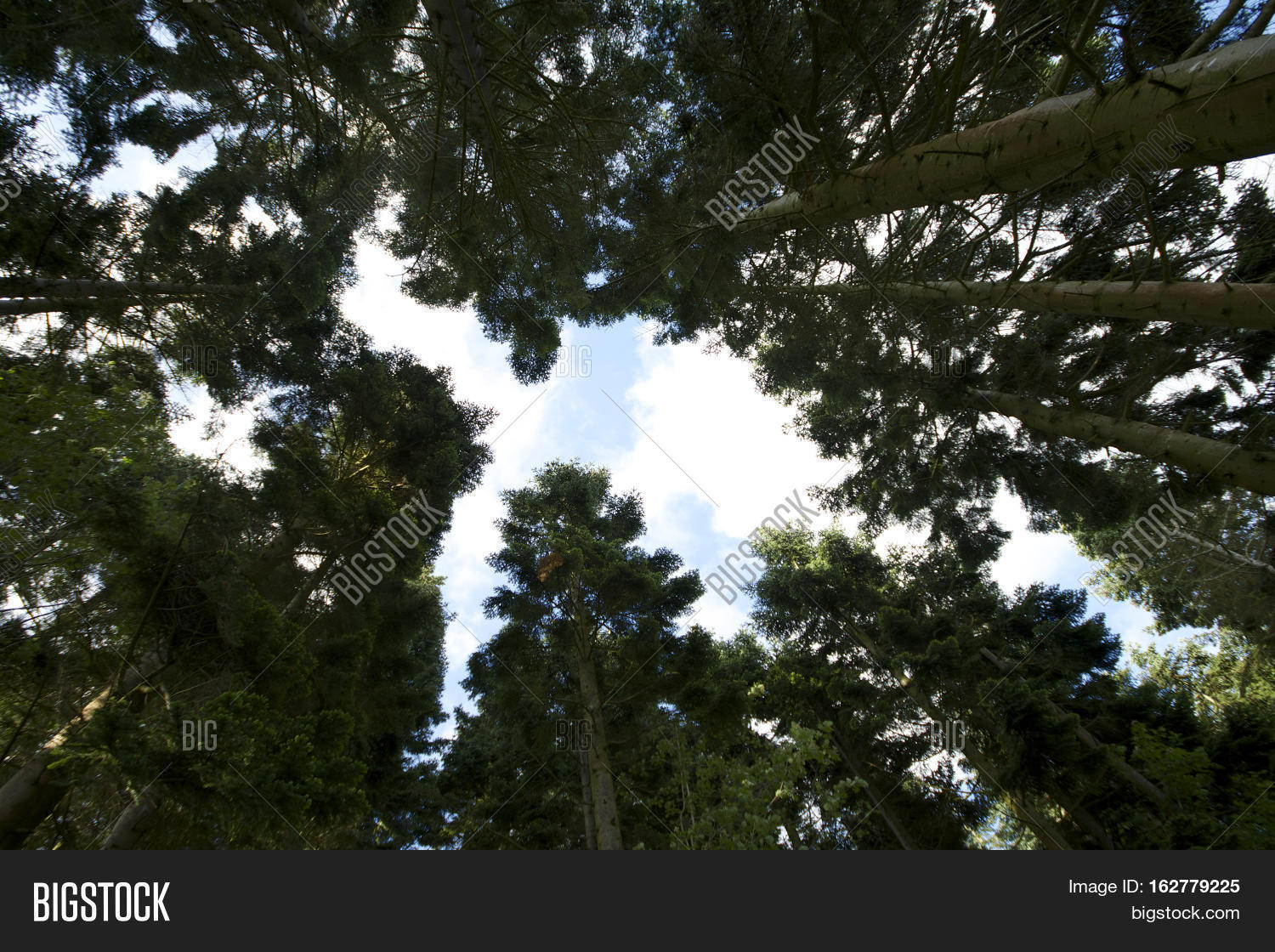 Looking Canopy Pine Image & Photo (Free Trial) | Bigstock