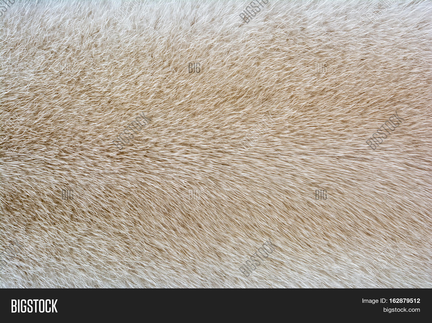 Bright Fur Mink. Fur Image & Photo (Free Trial) | Bigstock