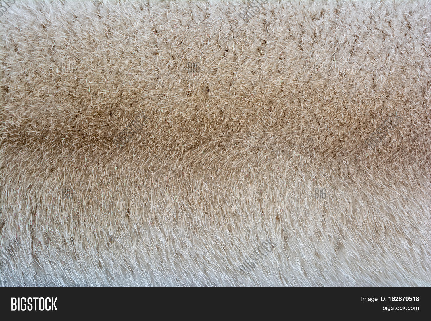 Fur Bright Texture