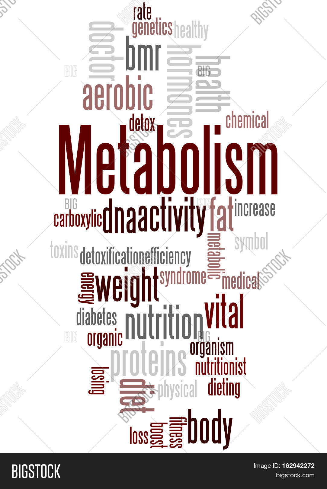 Metabolism, Word Cloud Image & Photo (Free Trial) | Bigstock