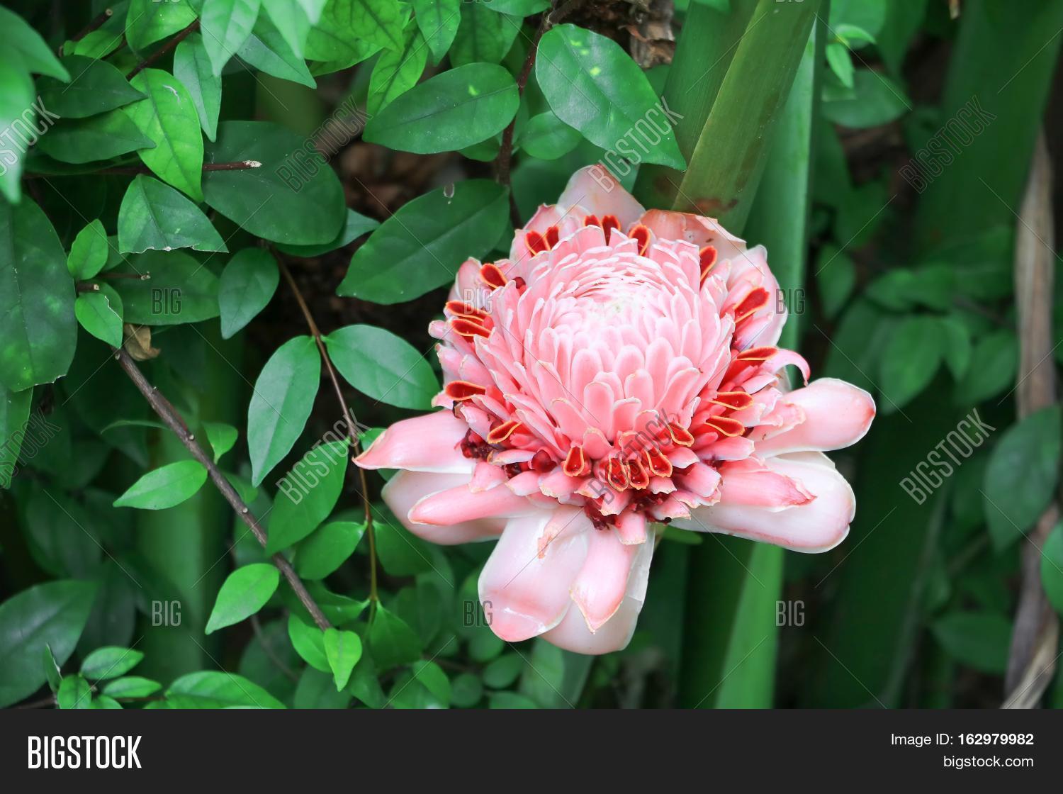 Pink Torch Ginger Image & Photo (Free Trial) | Bigstock