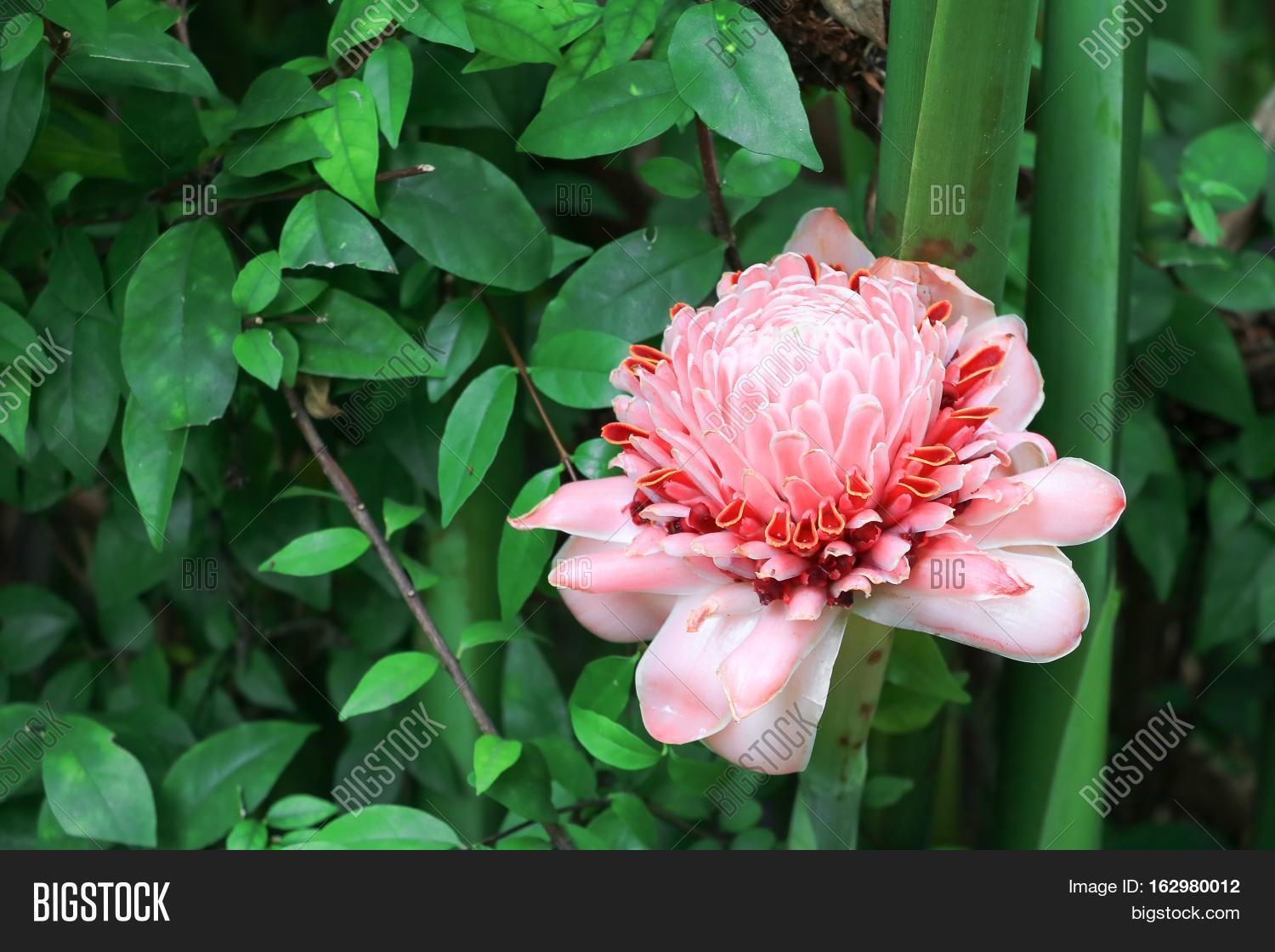 Pink Torch Ginger Image & Photo (Free Trial) | Bigstock