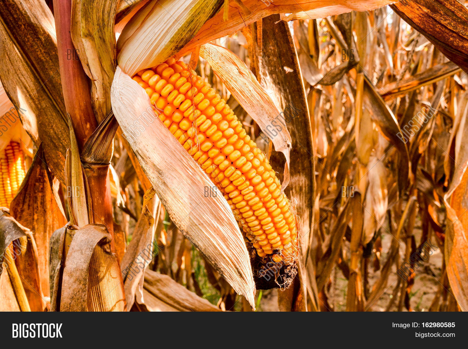 Corn Plant Background Image & Photo (Free Trial) | Bigstock