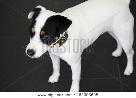 Cute Jack Russell Image & Photo (Free Trial) | Bigstock