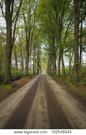 Green Big Oaks Image & Photo (Free Trial) | Bigstock