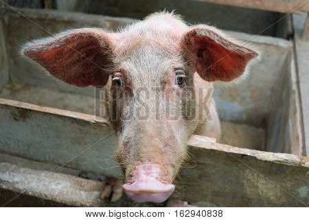 Sad Pig Face Pigsty Image & Photo (Free Trial) | Bigstock