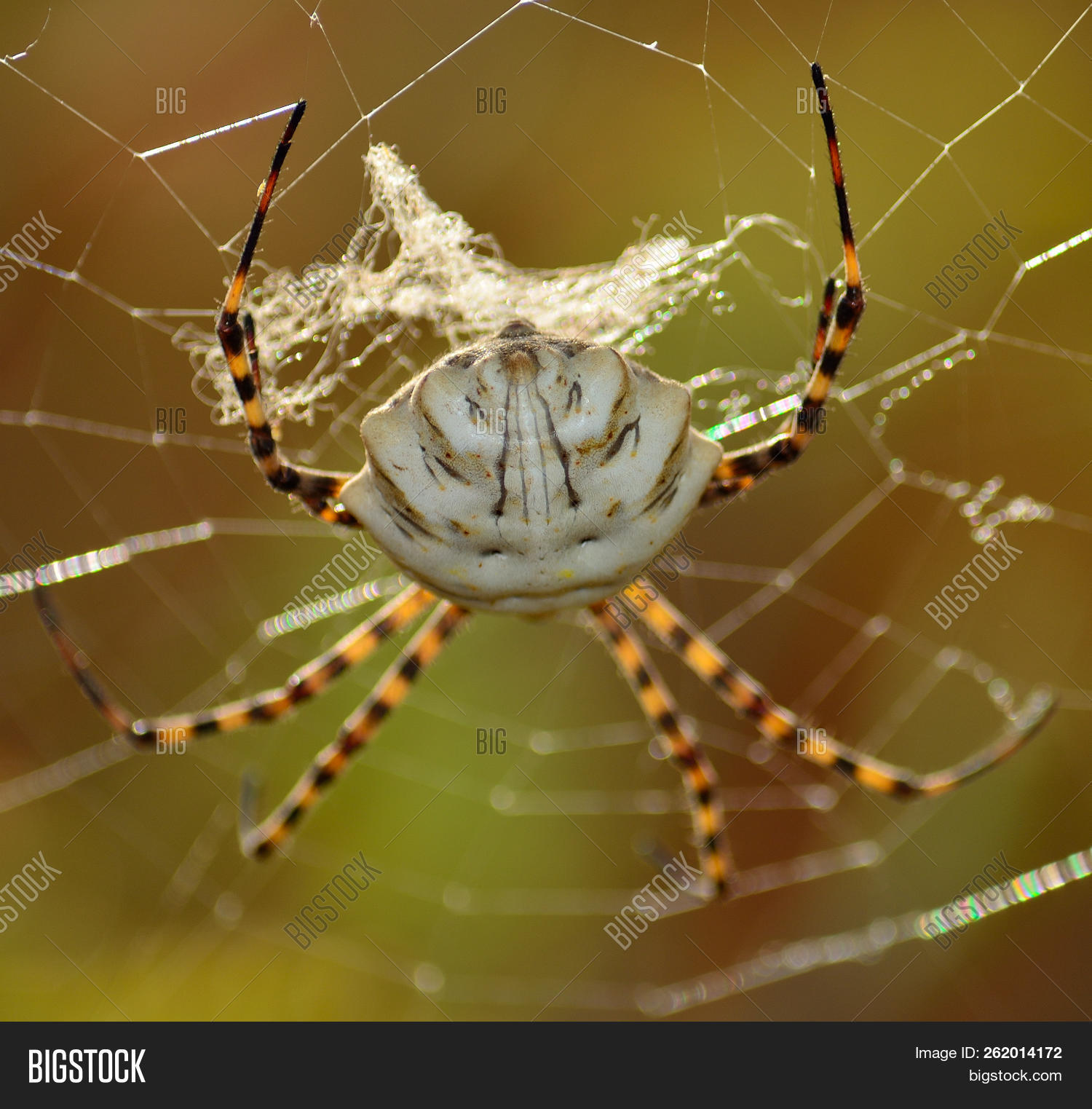 Closeup Large Spider Image & Photo (Free Trial) | Bigstock