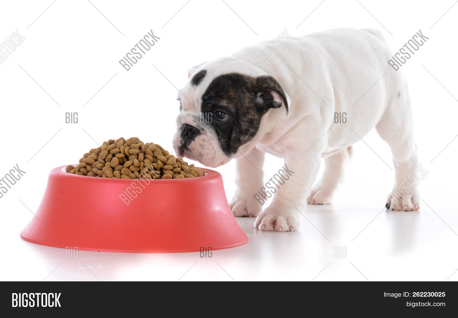 English Bulldog Puppy Image & Photo (Free Trial) | Bigstock