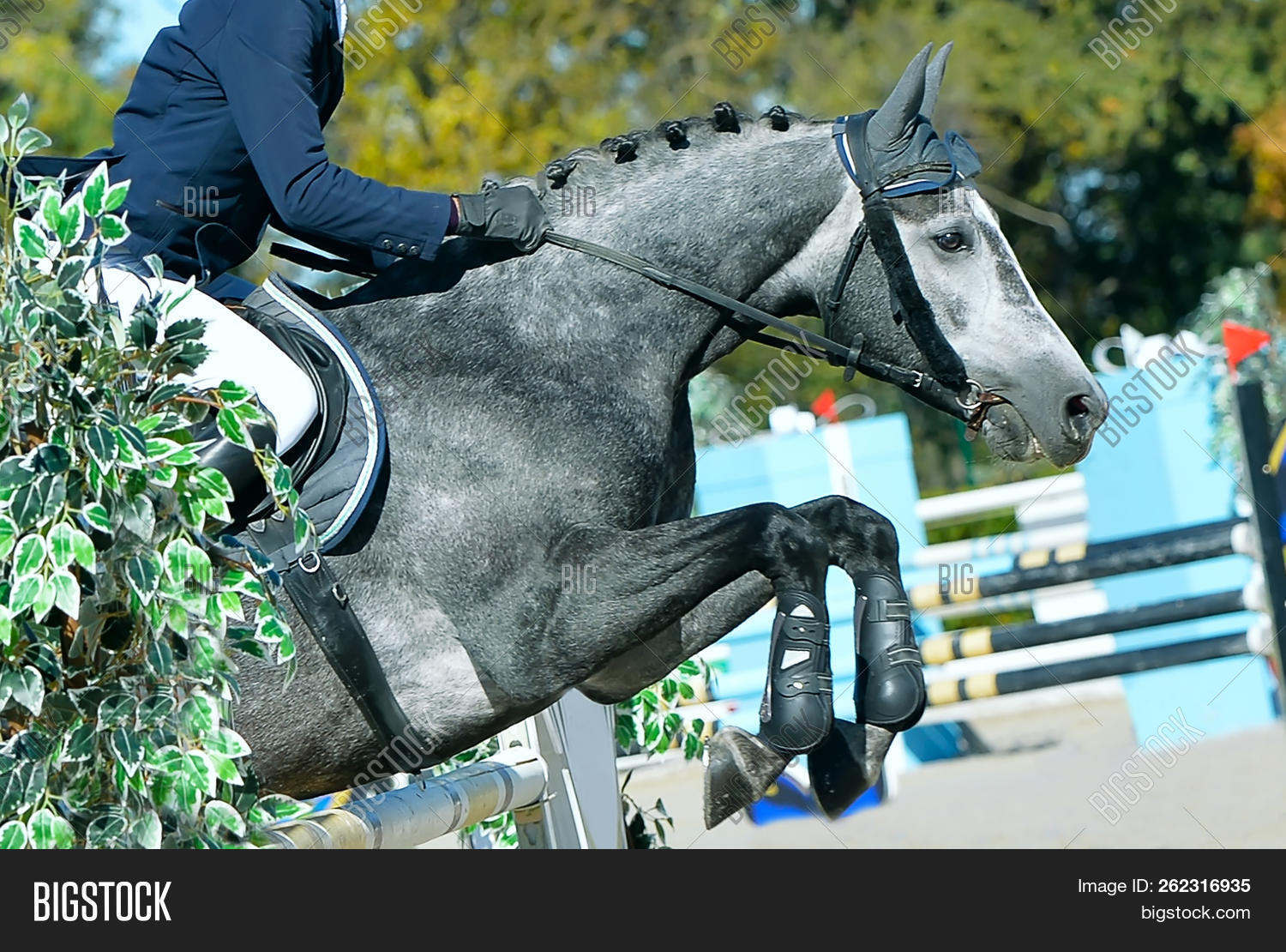 Grey Horse Jumping