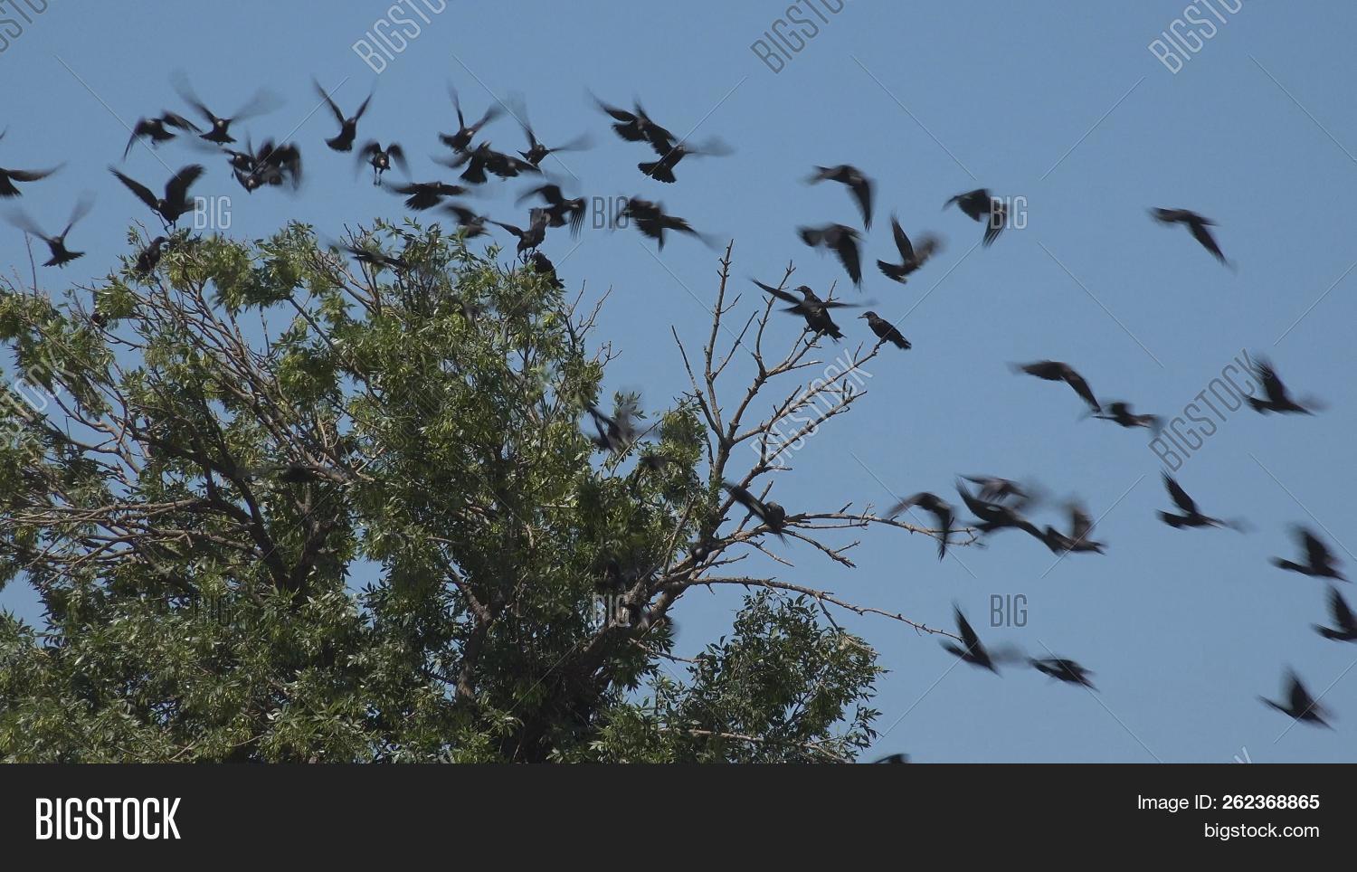Ravens Flying In A Flock