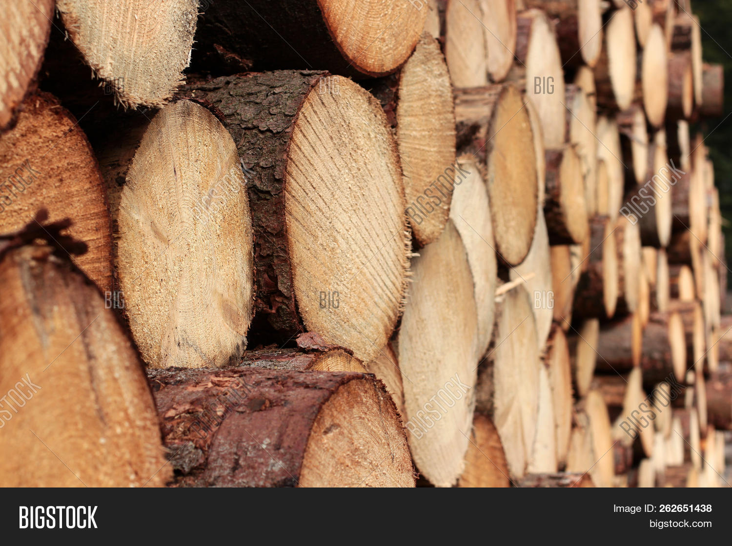 Cross Section Tree Image & Photo (Free Trial) | Bigstock