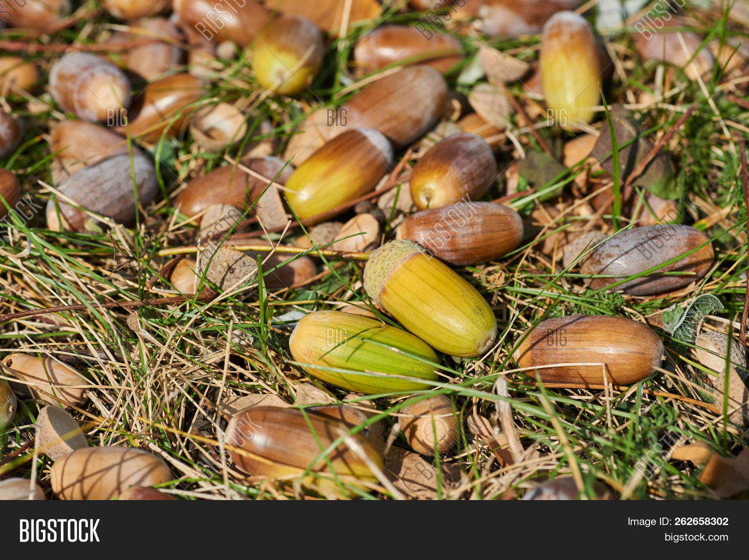 Fallen Acorns Leaves. Image & Photo (Free Trial) | Bigstock