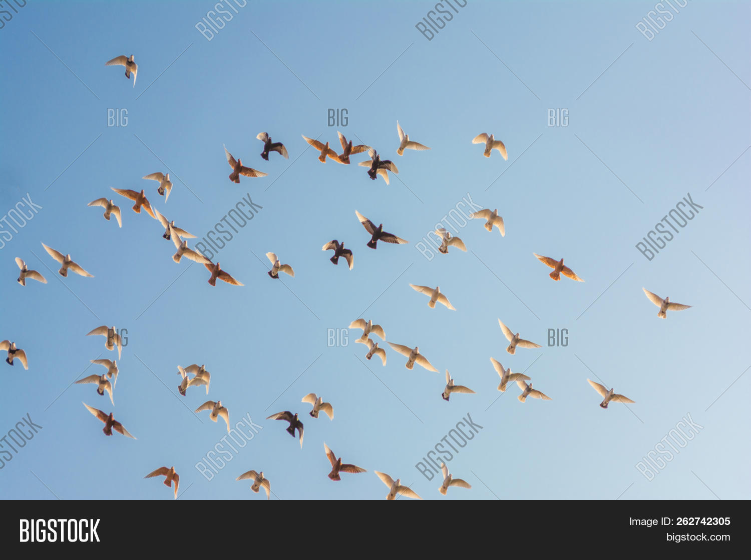 Flying Flock Pigeons Image & Photo (Free Trial) | Bigstock