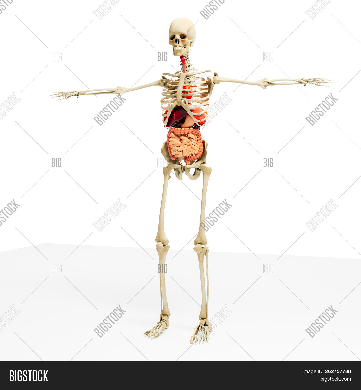 3d Man Render, Anatomy Image & Photo (Free Trial) | Bigstock