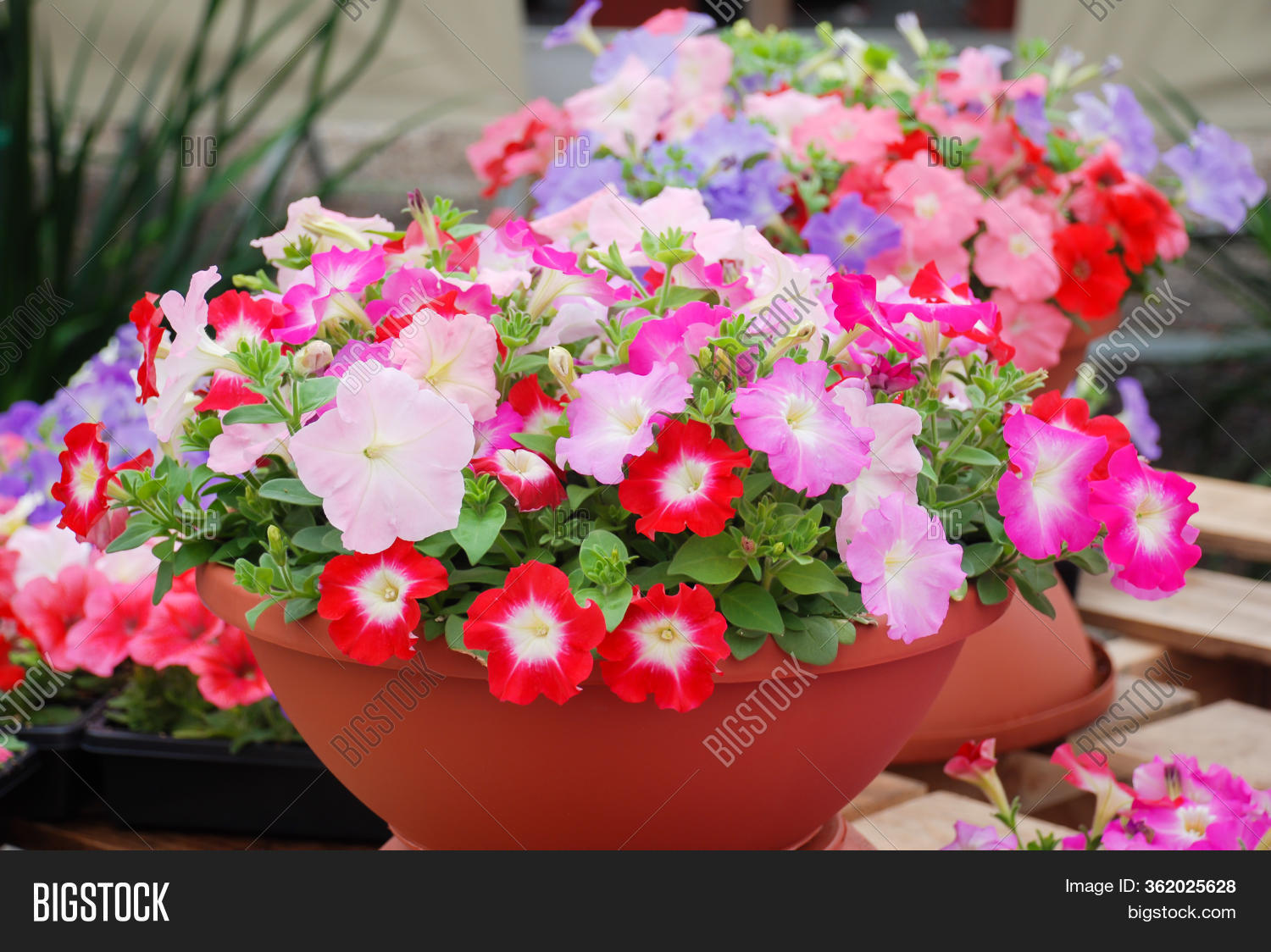 Petunia ,petunias Tray Image & Photo (Free Trial) | Bigstock