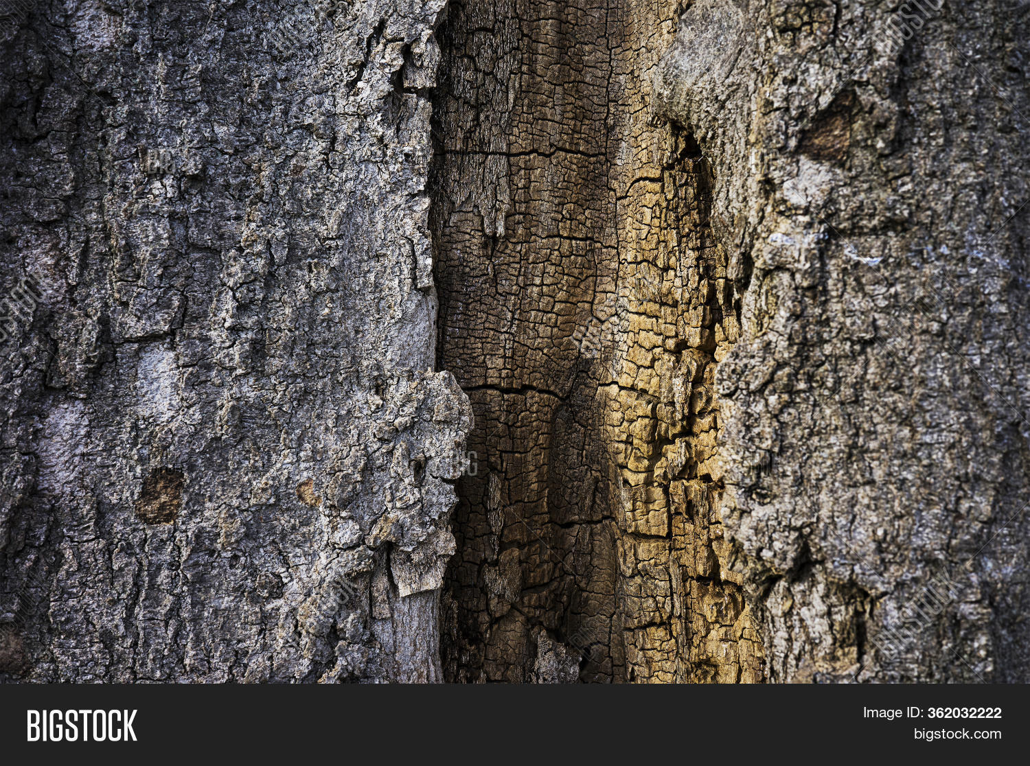View Inside Old Tree Image & Photo (Free Trial) | Bigstock