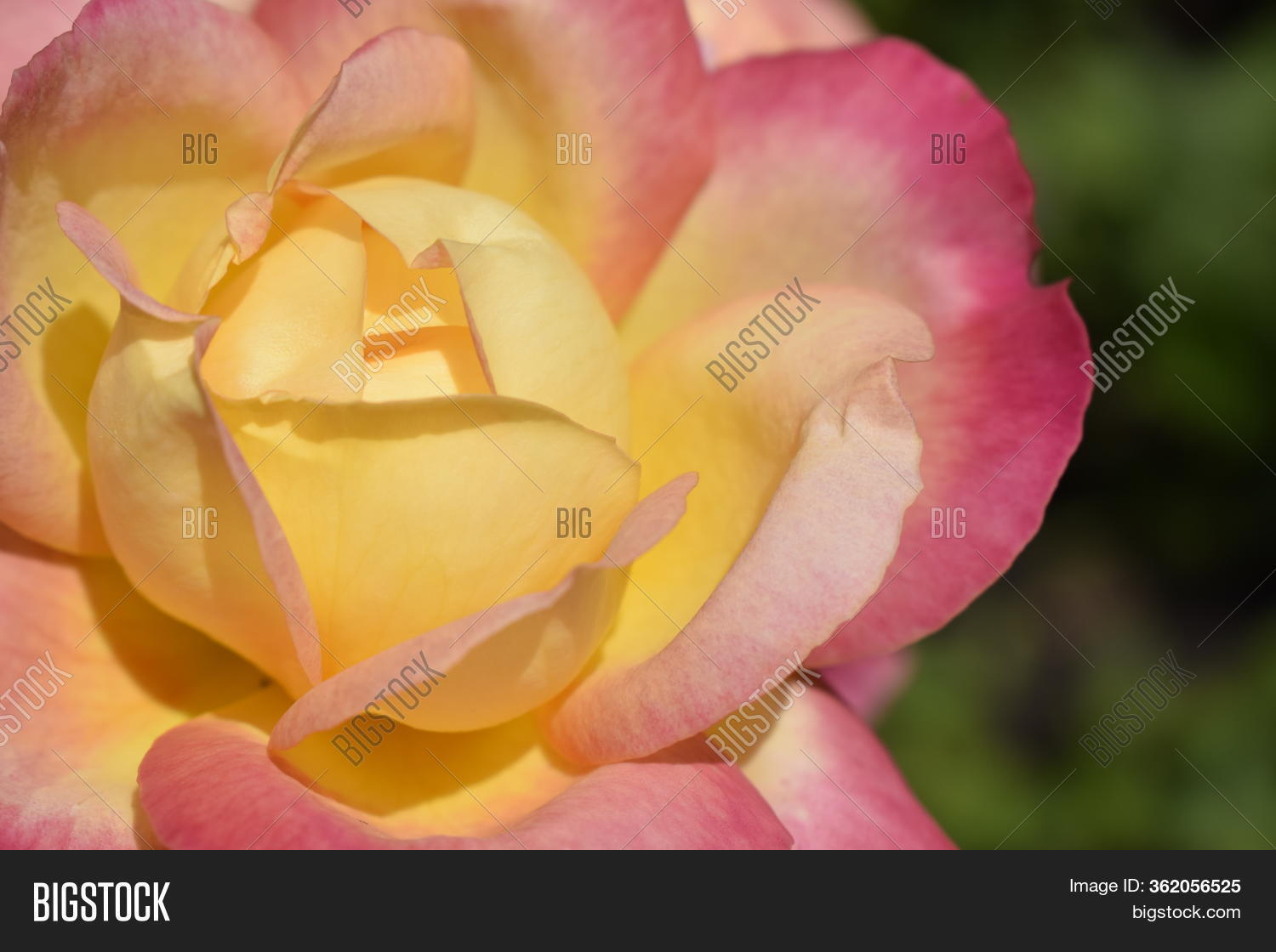 Plant Colour Changing Image & Photo (Free Trial) | Bigstock