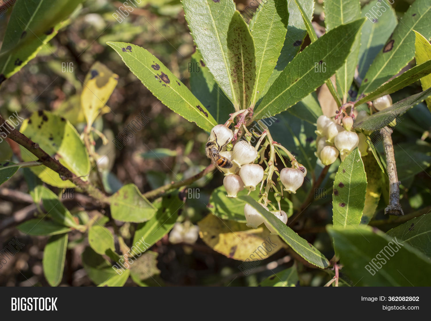 Tree With White Bell Shaped Flowers