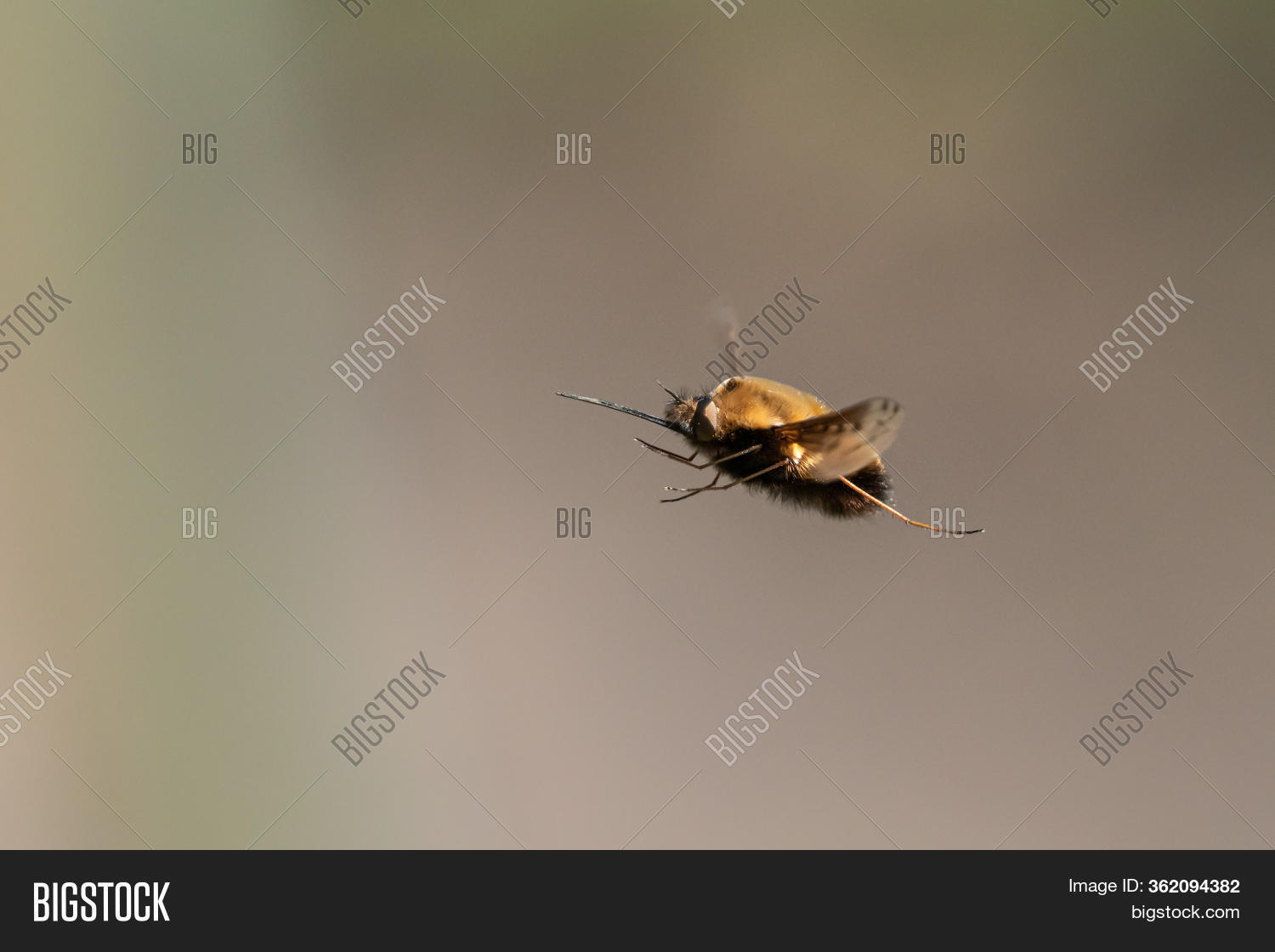 Bee Fly (bombylius Image & Photo (Free Trial) | Bigstock