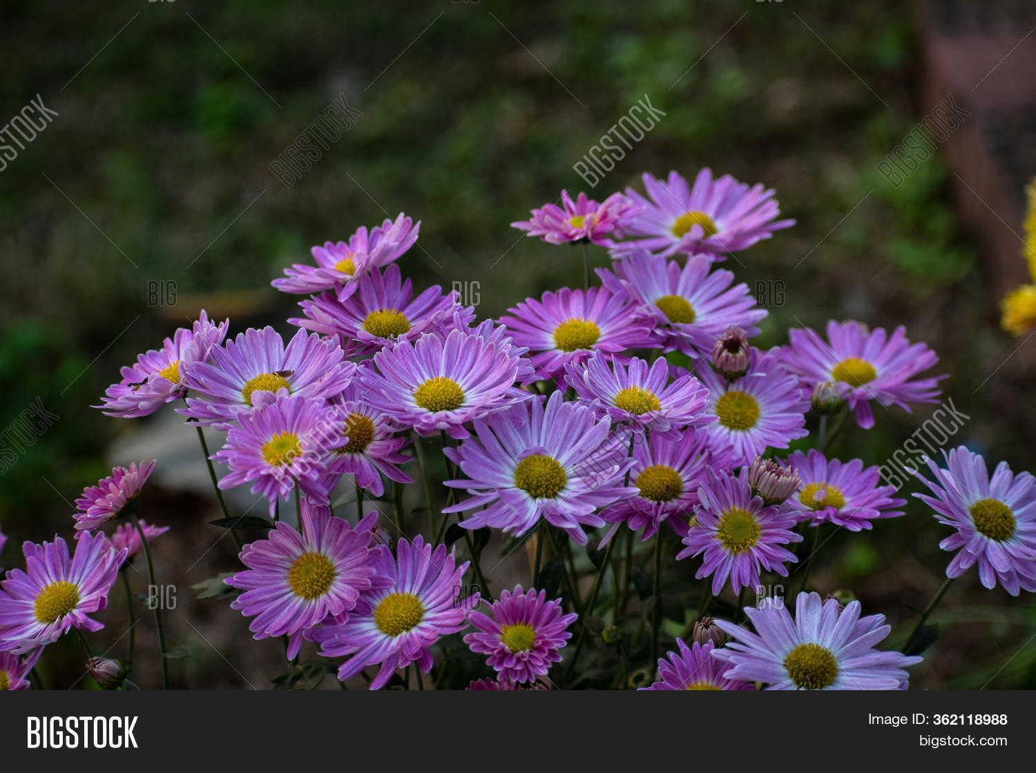Purple Calendula Flower