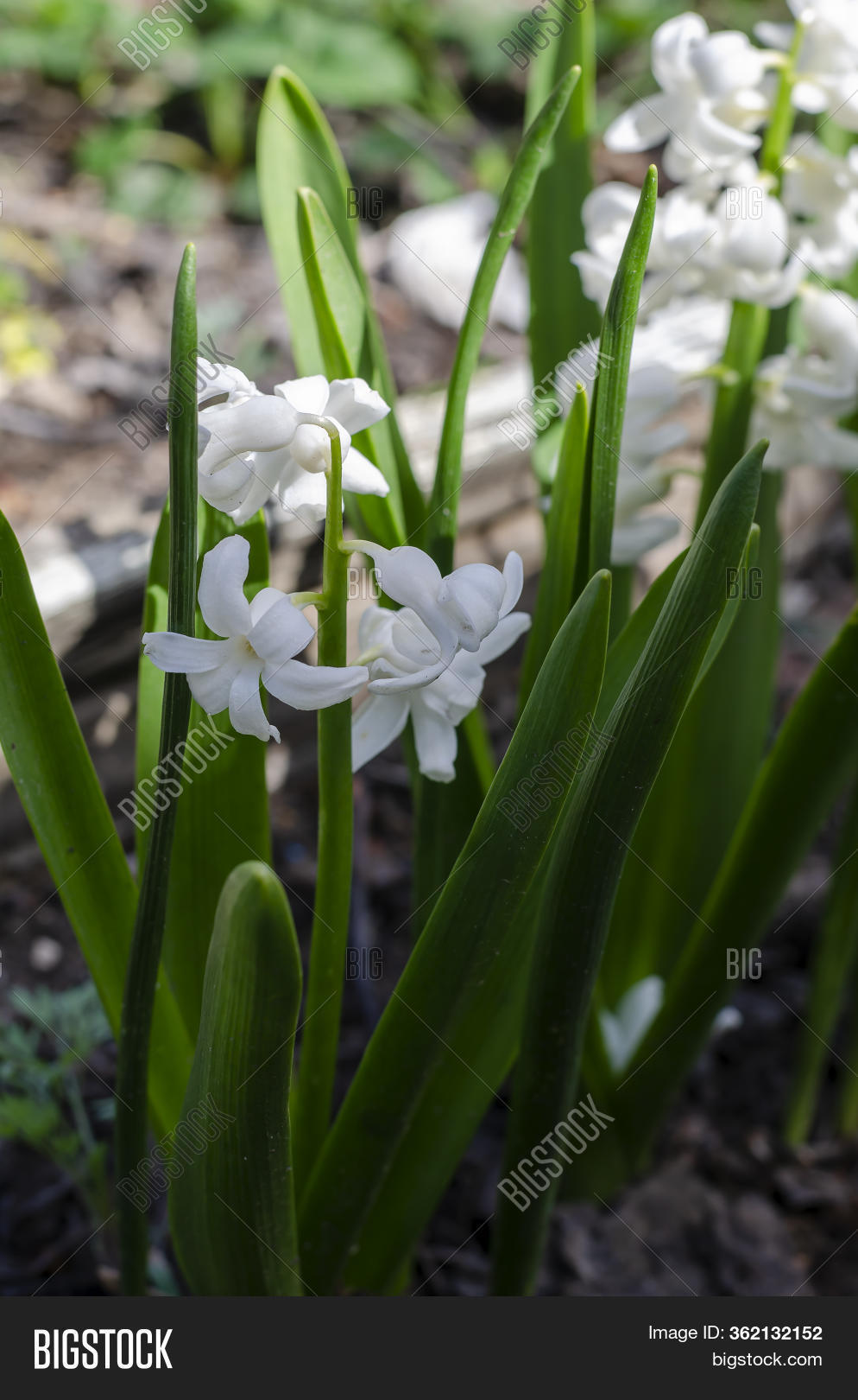 White Hyacinth Flowers Image & Photo (Free Trial) | Bigstock
