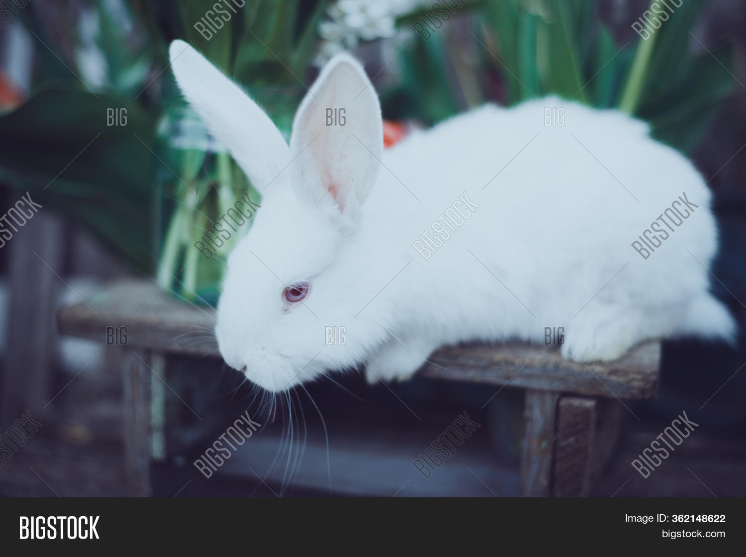 Little White Rabbit Image & Photo (Free Trial) | Bigstock