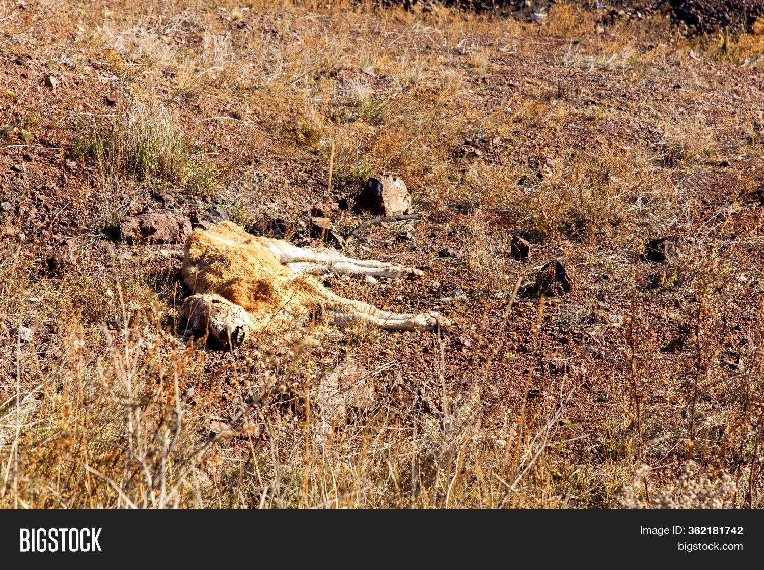Dried Dead Calf On Image & Photo (Free Trial) | Bigstock