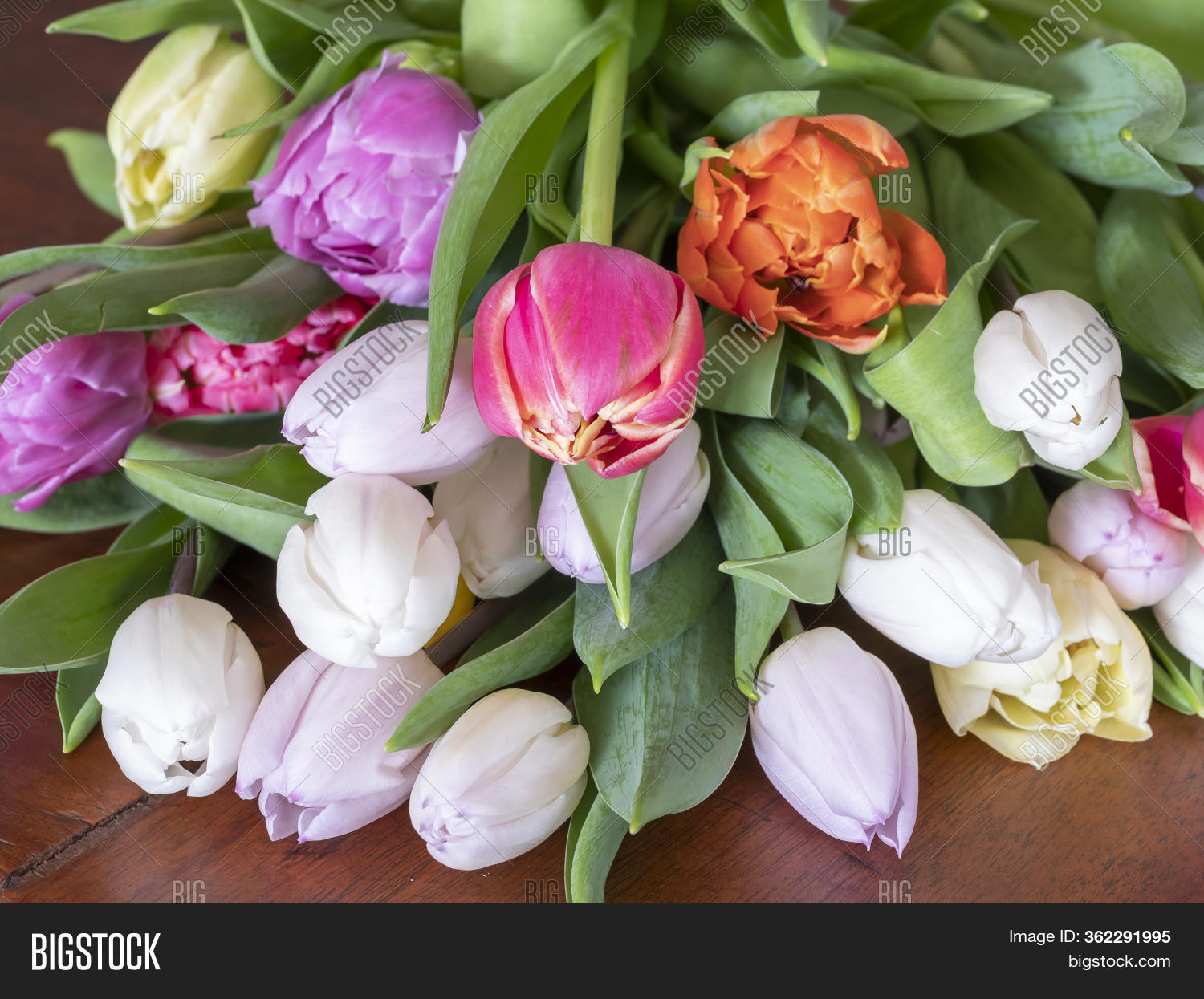 Multi-colored Tulips Image & Photo (Free Trial) | Bigstock