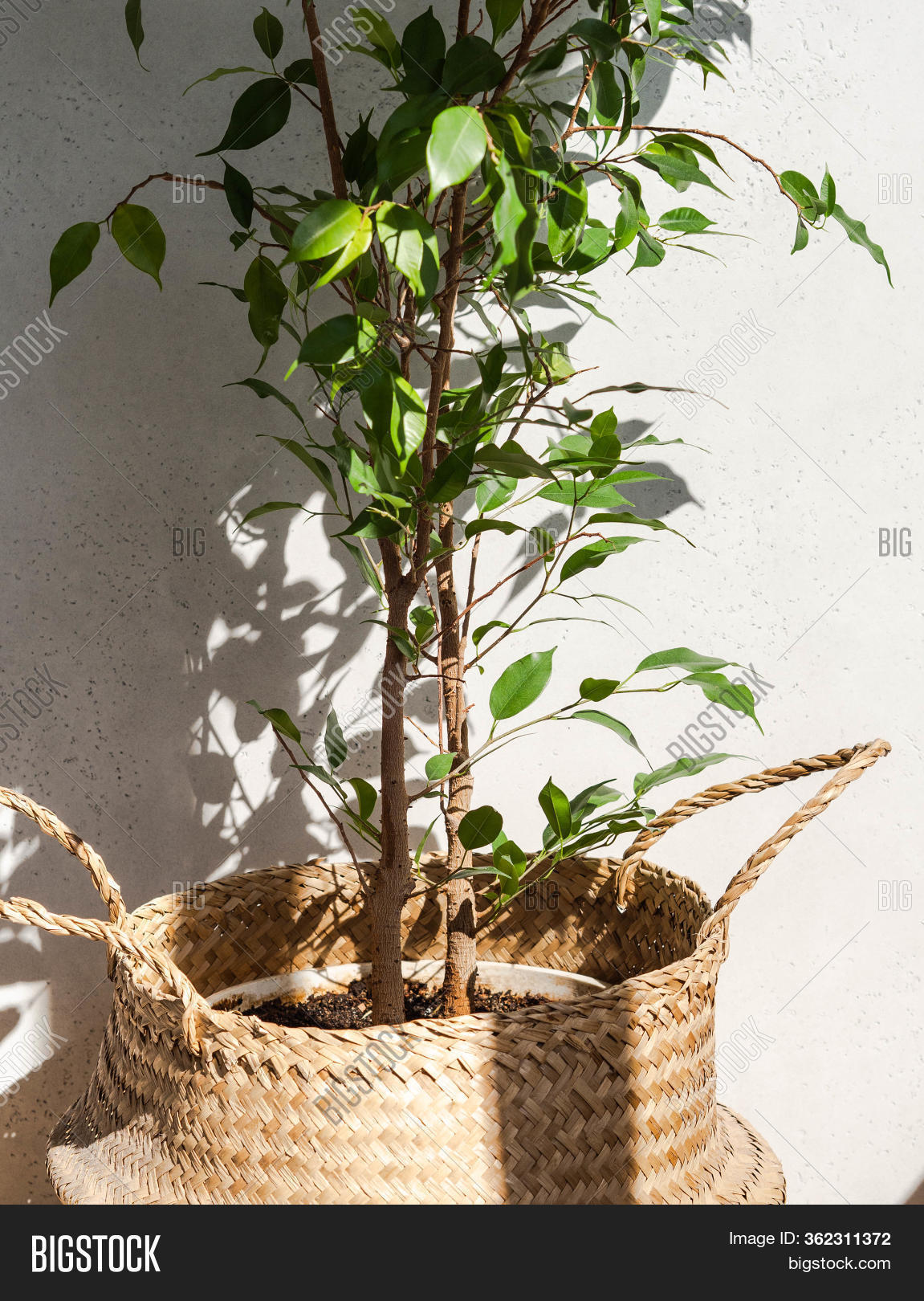 Indoor Adult Plant - Image & Photo (Free Trial) | Bigstock