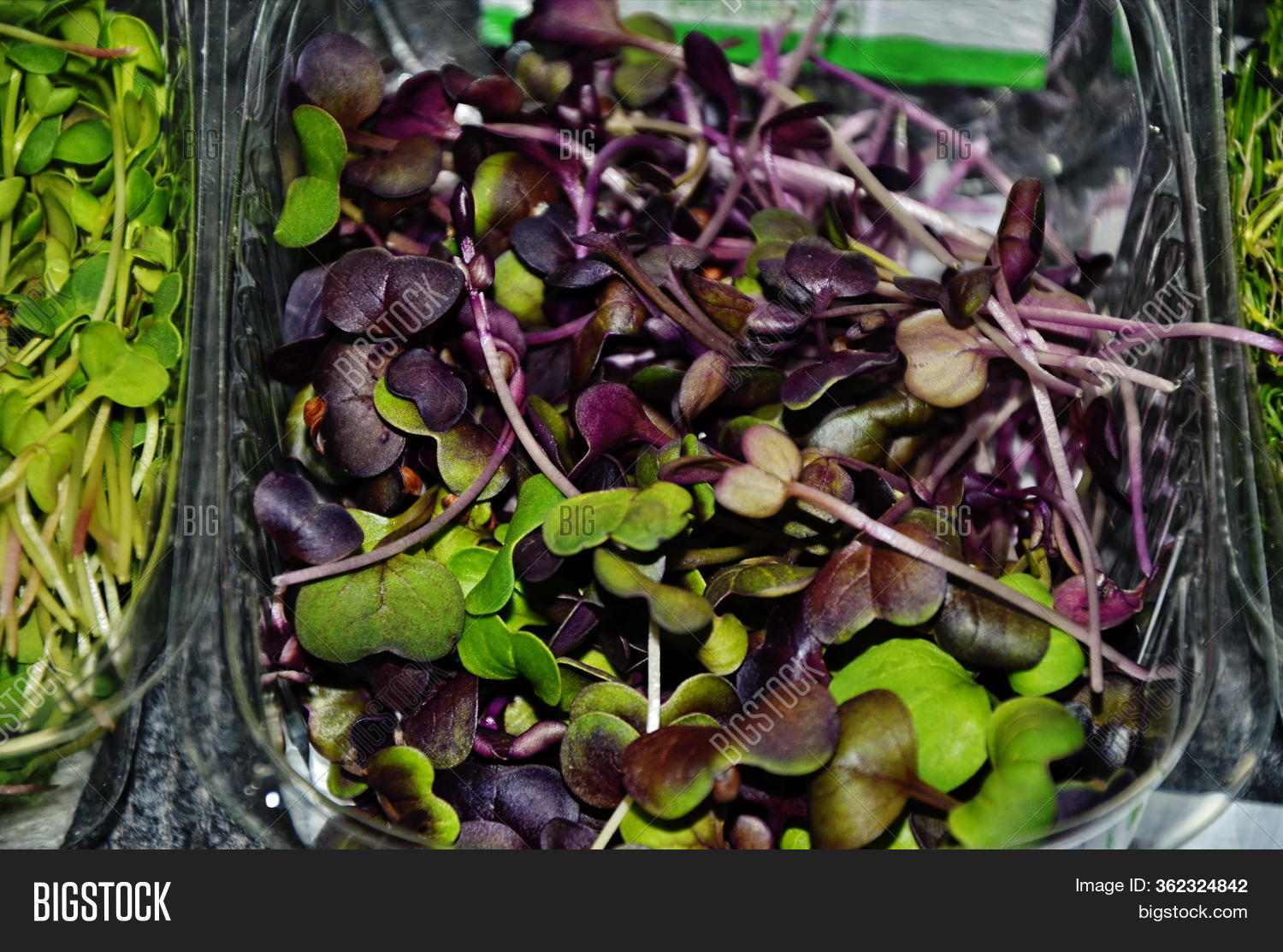 Colorful Microgreen Image & Photo (Free Trial) | Bigstock