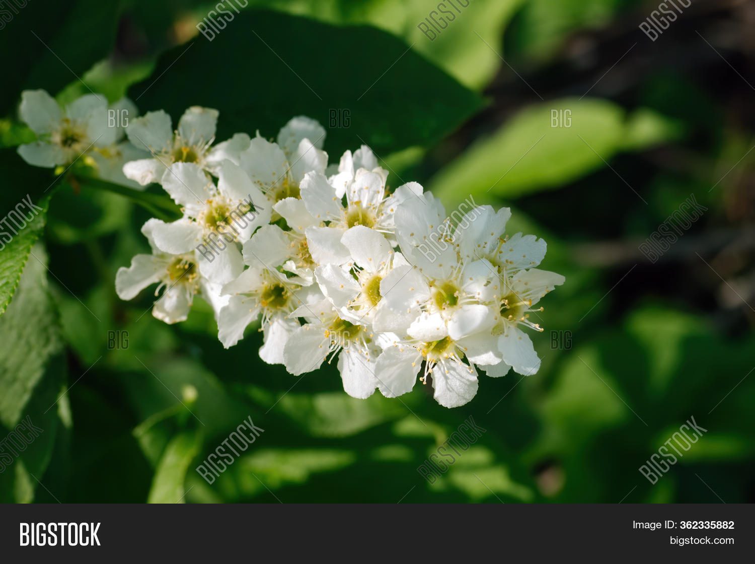 Close- Bird Cherry Image & Photo (Free Trial) | Bigstock