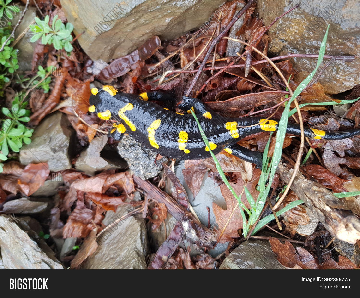 Fire Salamander ( Image & Photo (Free Trial) | Bigstock