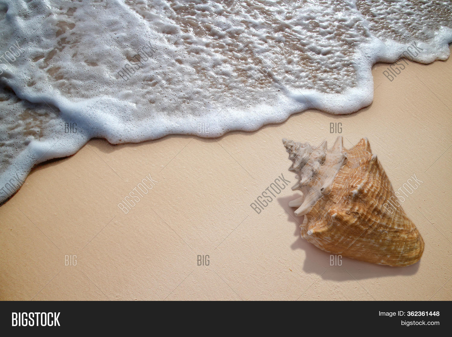 Ocean Wave Shell On Image & Photo (Free Trial) | Bigstock
