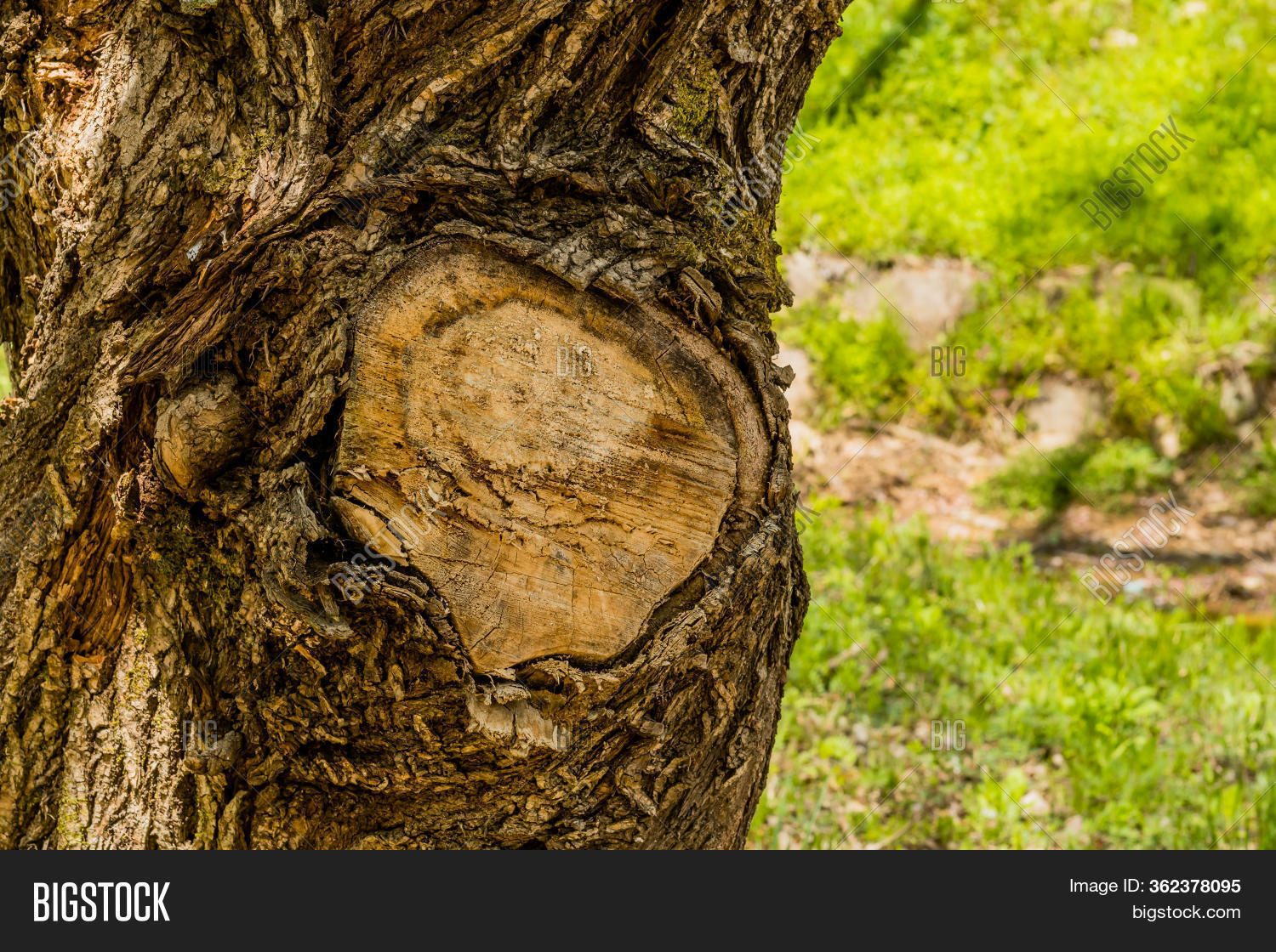Closeup Tree Where Image & Photo (Free Trial) | Bigstock
