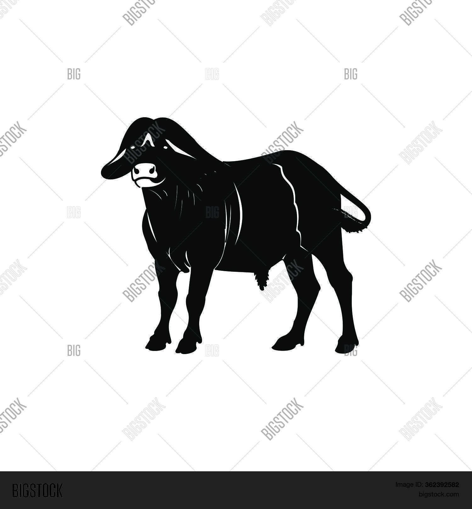 Cattle Angus Cow Vector & Photo (Free Trial) | Bigstock