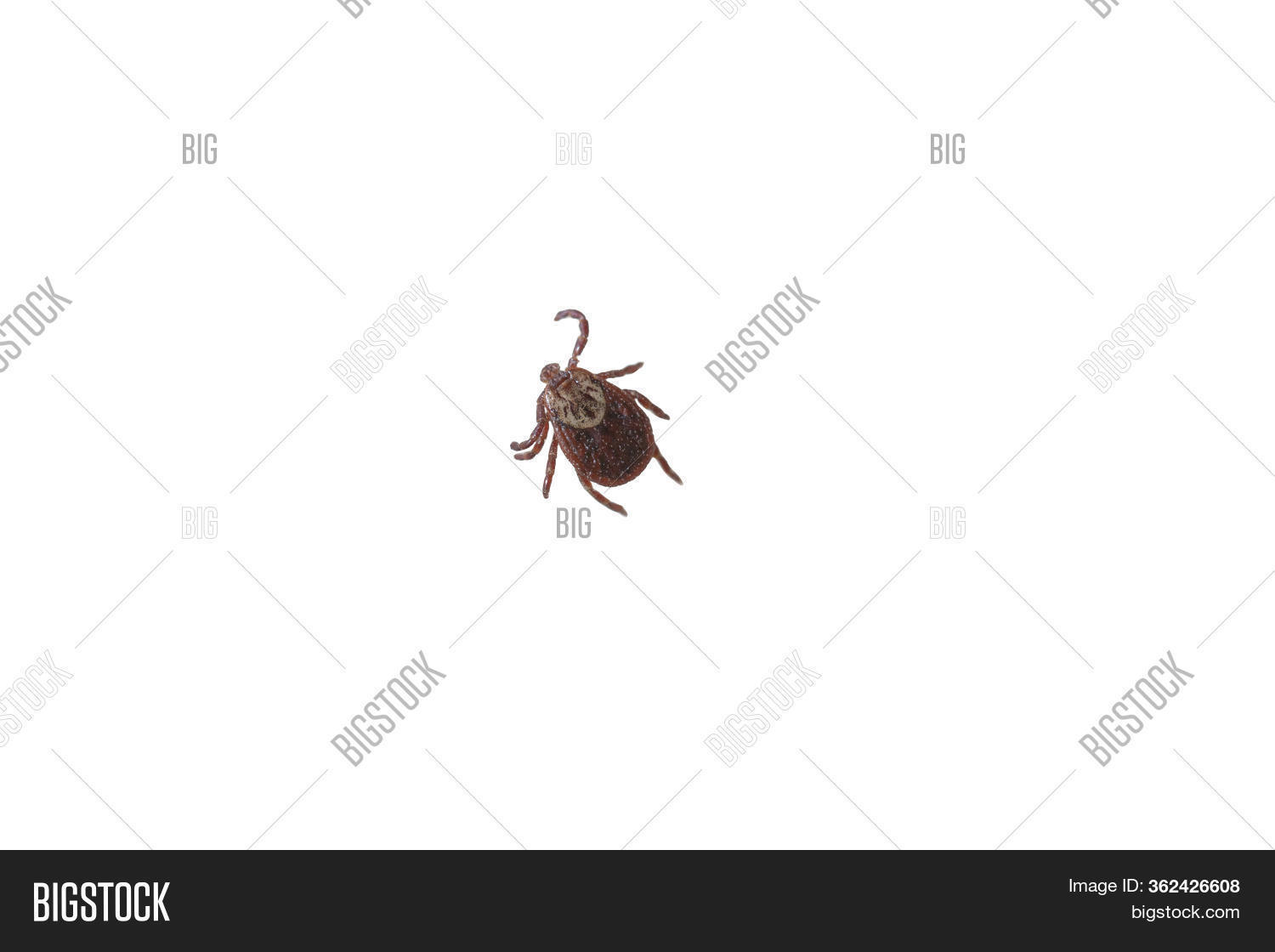 Close Tick Isolated On Image & Photo (Free Trial) | Bigstock