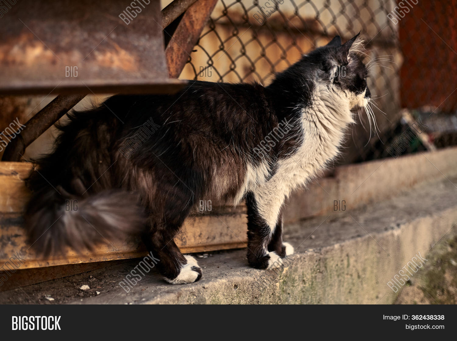 Homeless Street Cat Image & Photo (Free Trial) | Bigstock