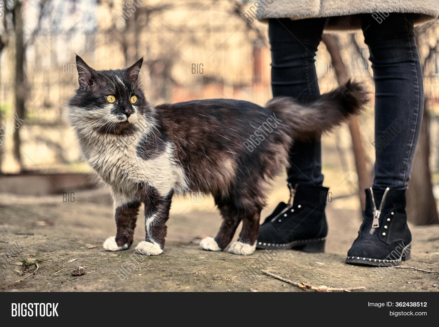Homeless Street Cat Image & Photo (Free Trial) | Bigstock