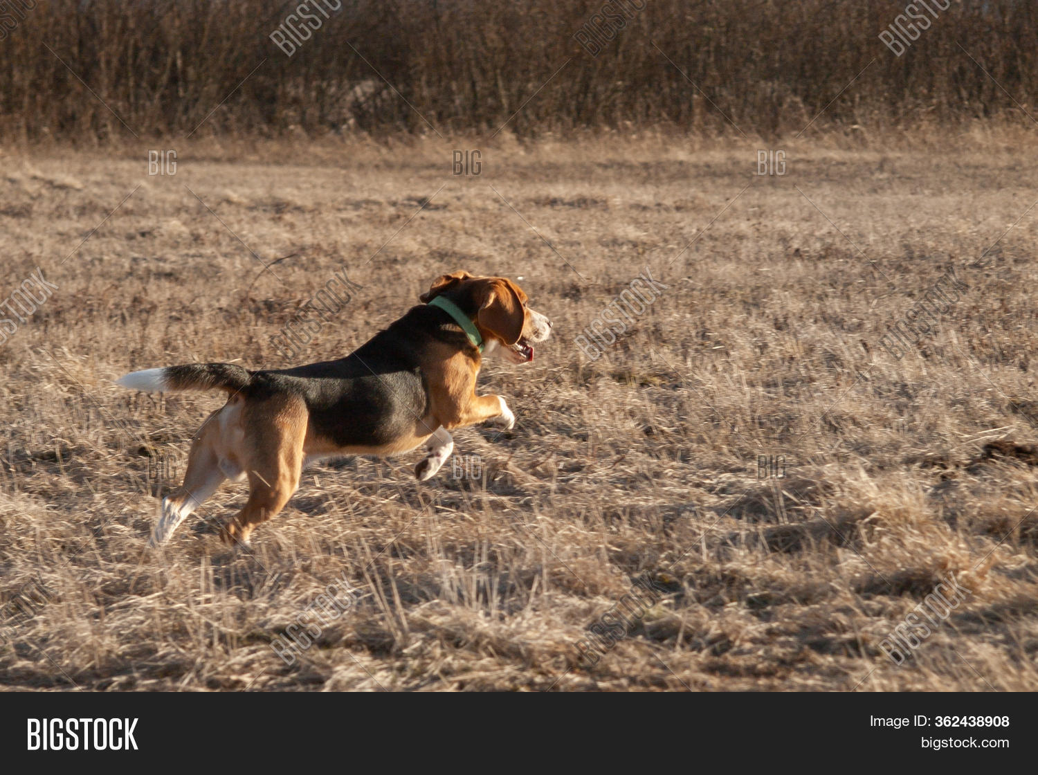 Beagle Dog Runs On Image & Photo (Free Trial) | Bigstock