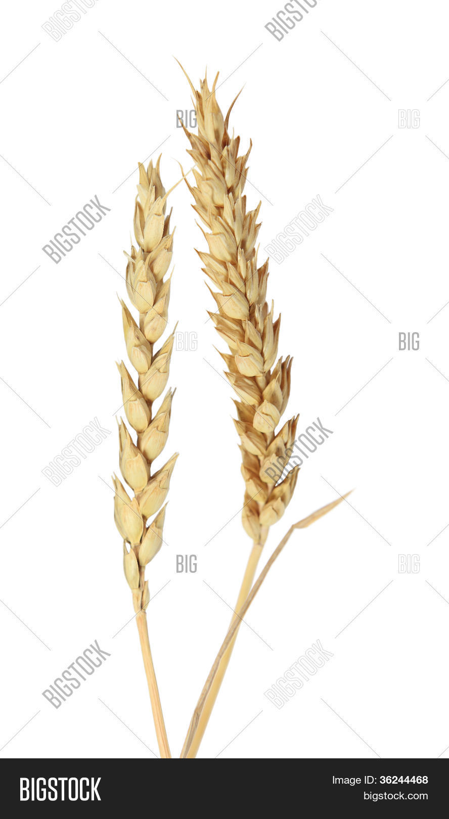 Beardless Wheat Image & Photo (Free Trial) | Bigstock