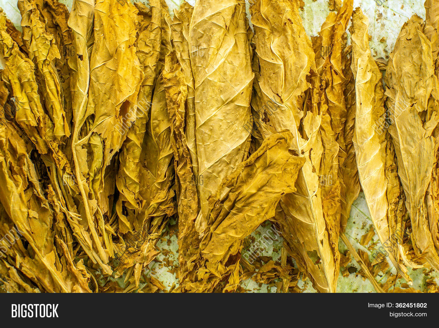 Tobacco Leaf During Image & Photo (Free Trial) | Bigstock