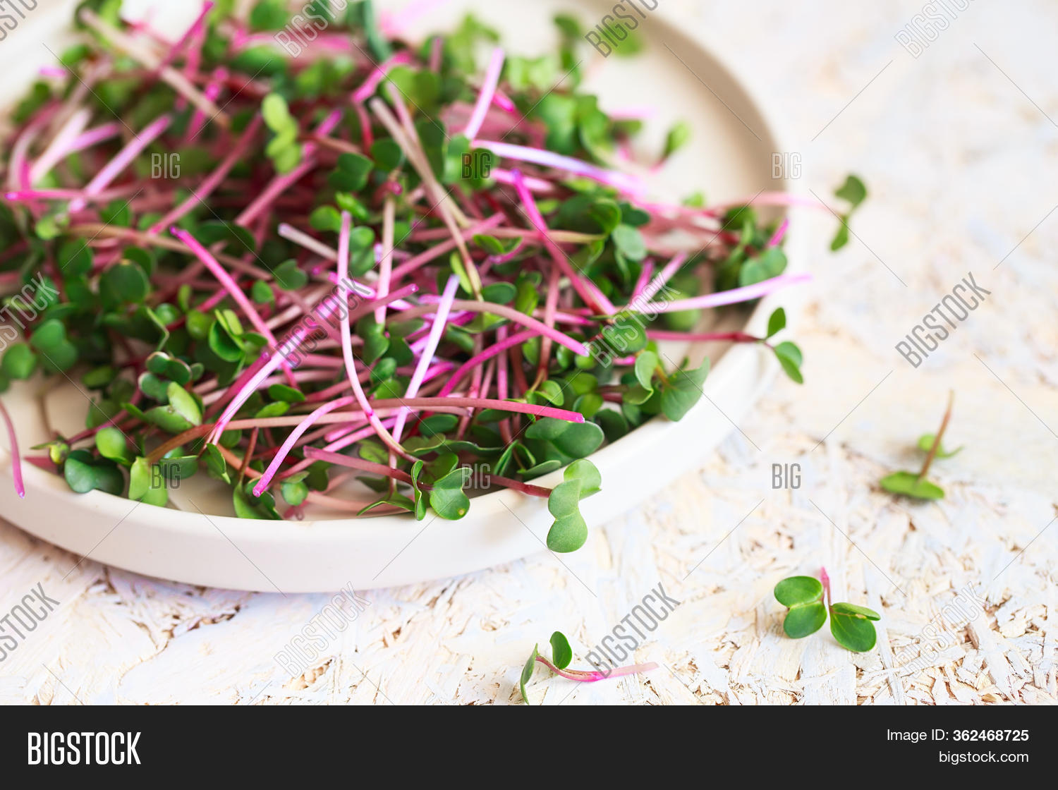 Radish Microgreens. Image & Photo (Free Trial) | Bigstock