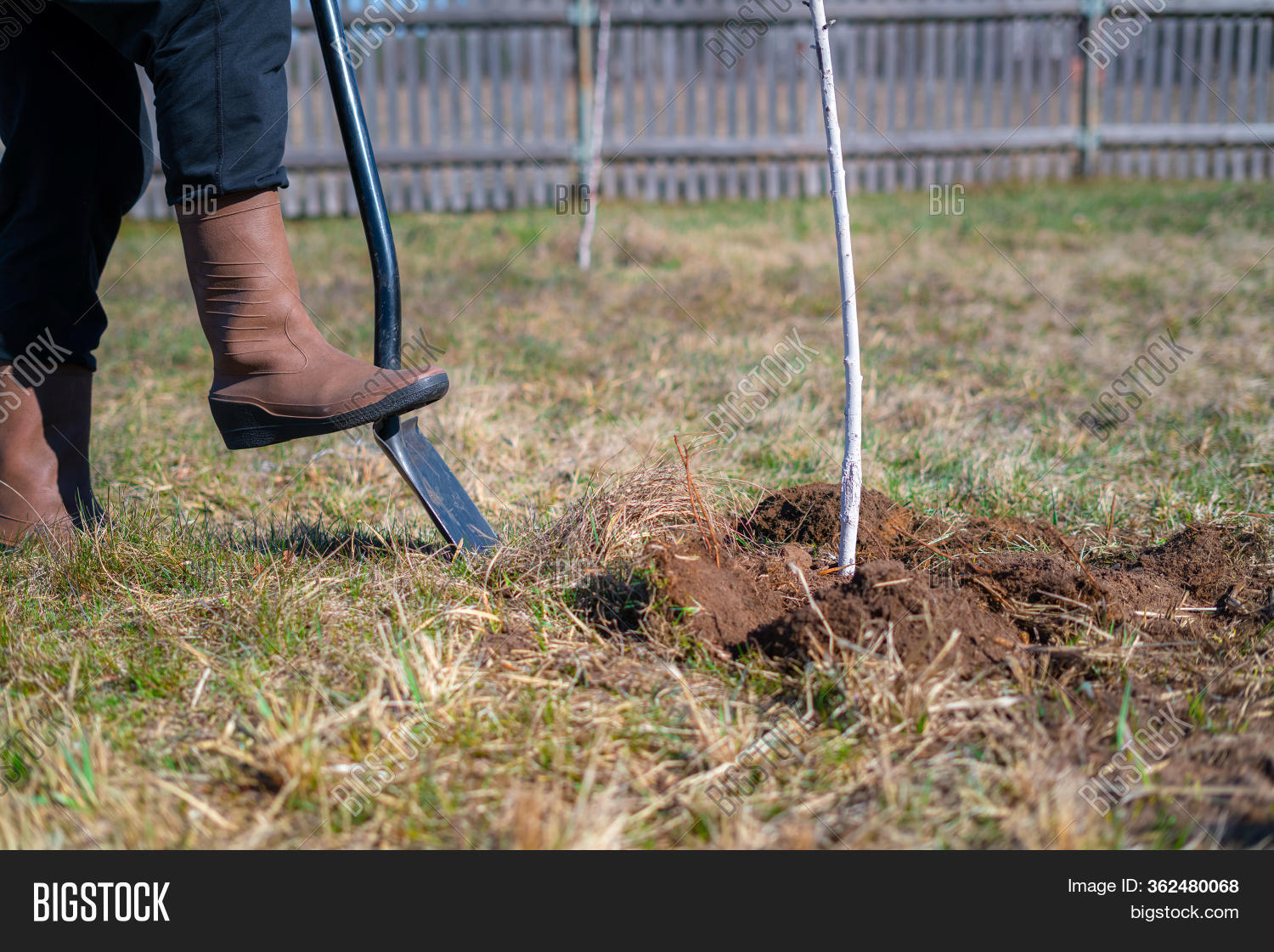 Man Digging Turf Image & Photo (Free Trial) | Bigstock