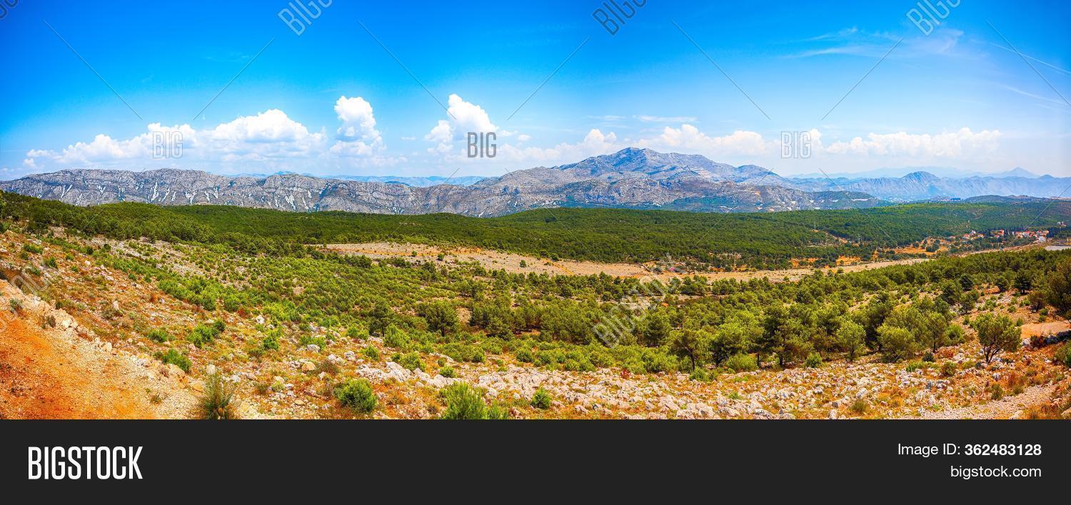 Aleppo Pine Tree ( Image & Photo (Free Trial) | Bigstock