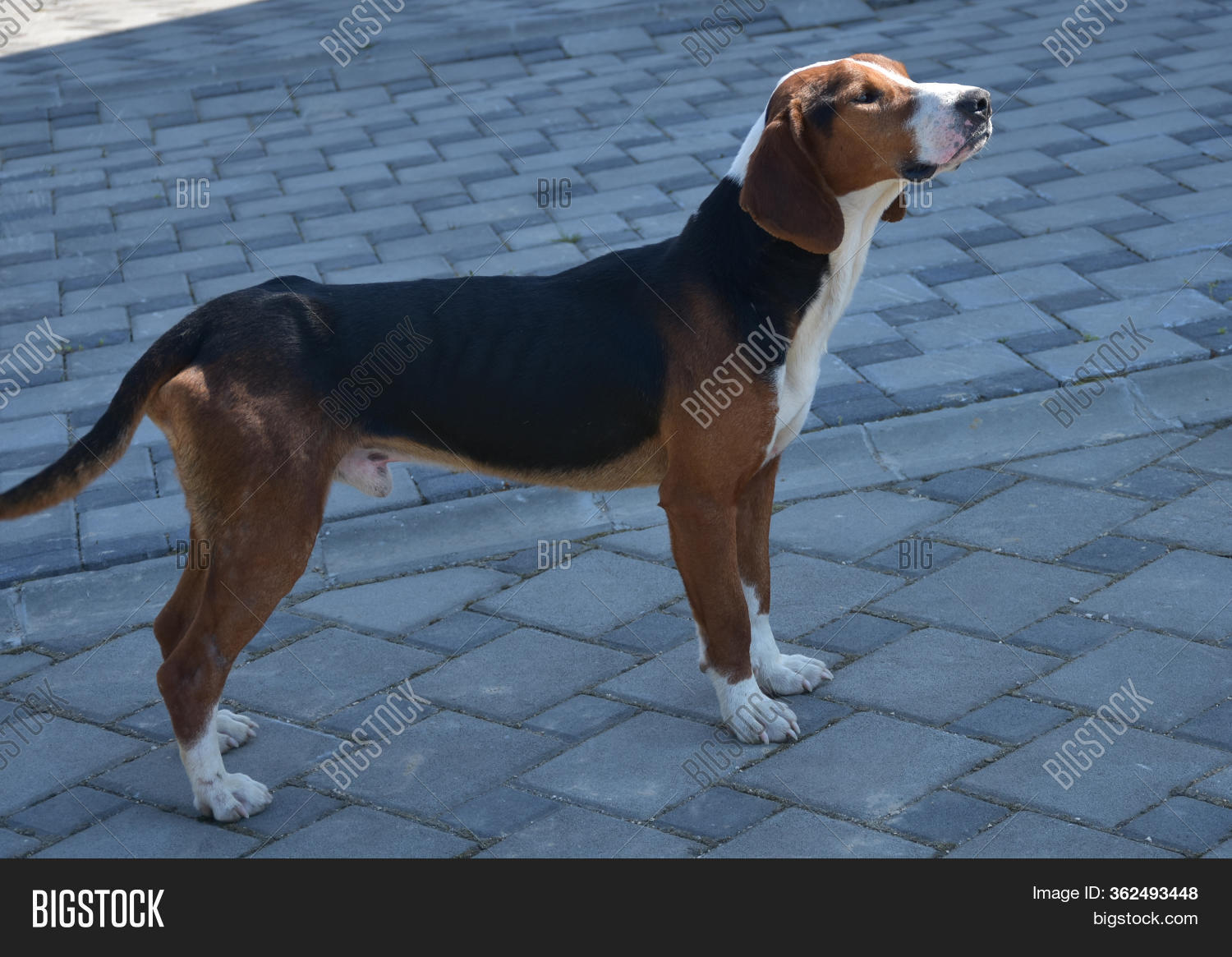 Is A Serbian Hound A Good Pet