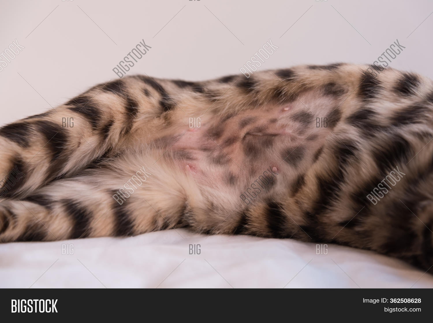 Belly Bengal Cat. Image & Photo (Free Trial) | Bigstock