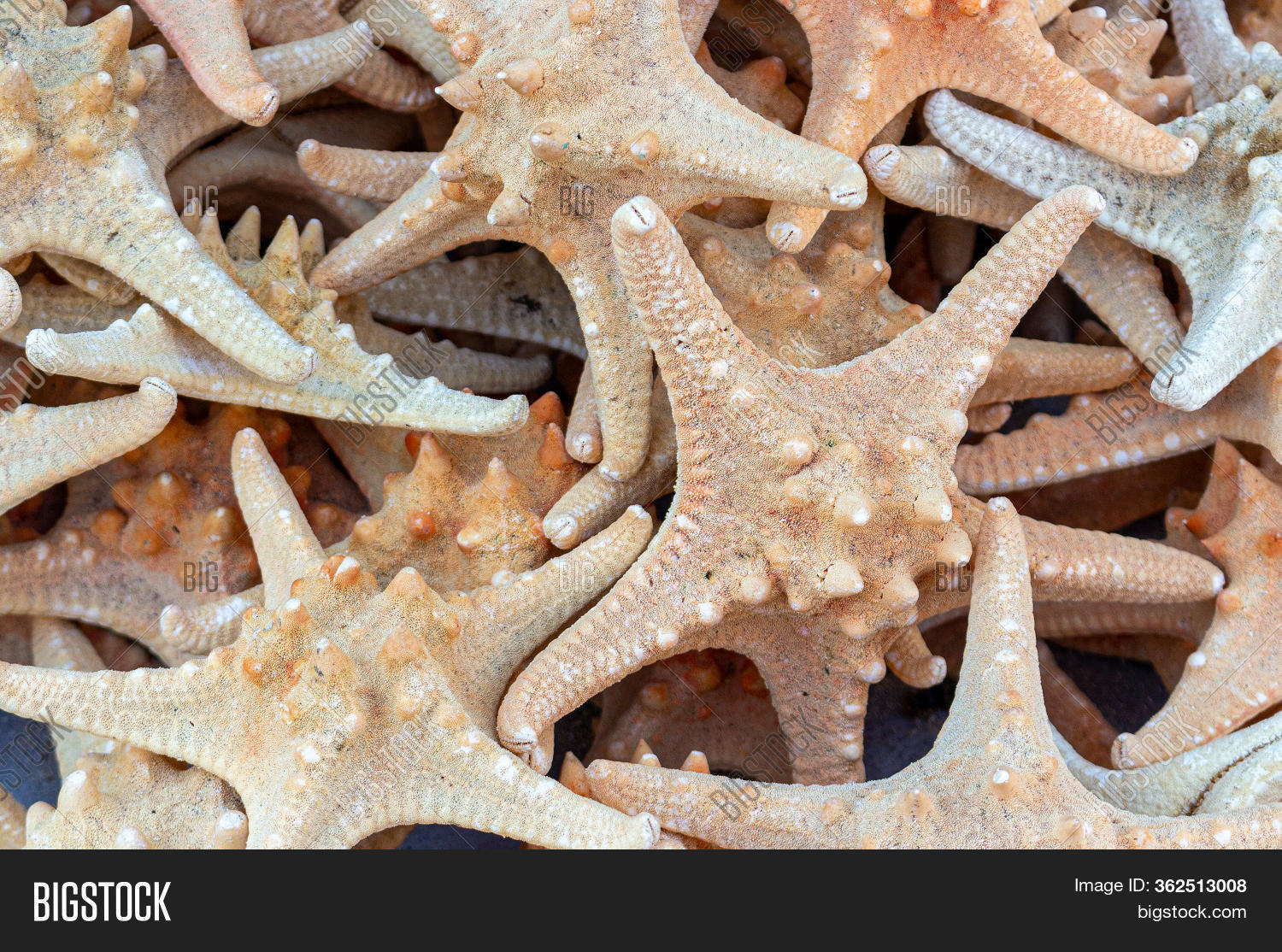 Dry Starfishes On Image & Photo (Free Trial) | Bigstock
