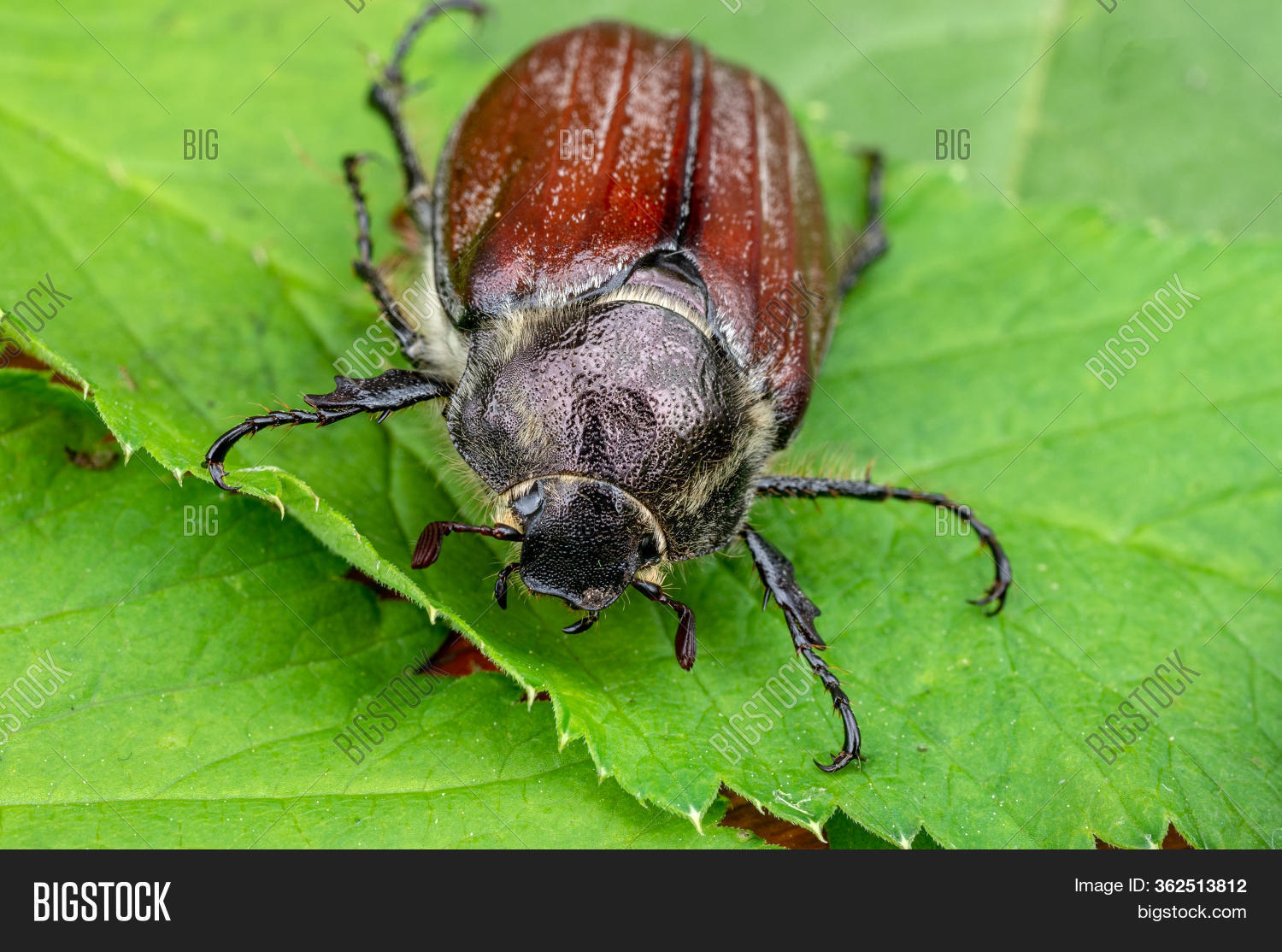 Large June Bug Creeps Image & Photo (Free Trial) | Bigstock
